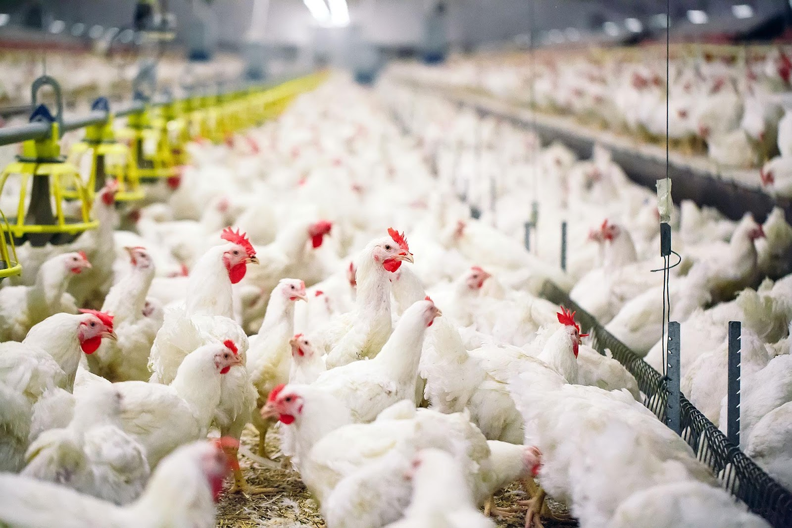 Poultry & Broiler Care Benefits - Olympic Brands Jamaica Ltd